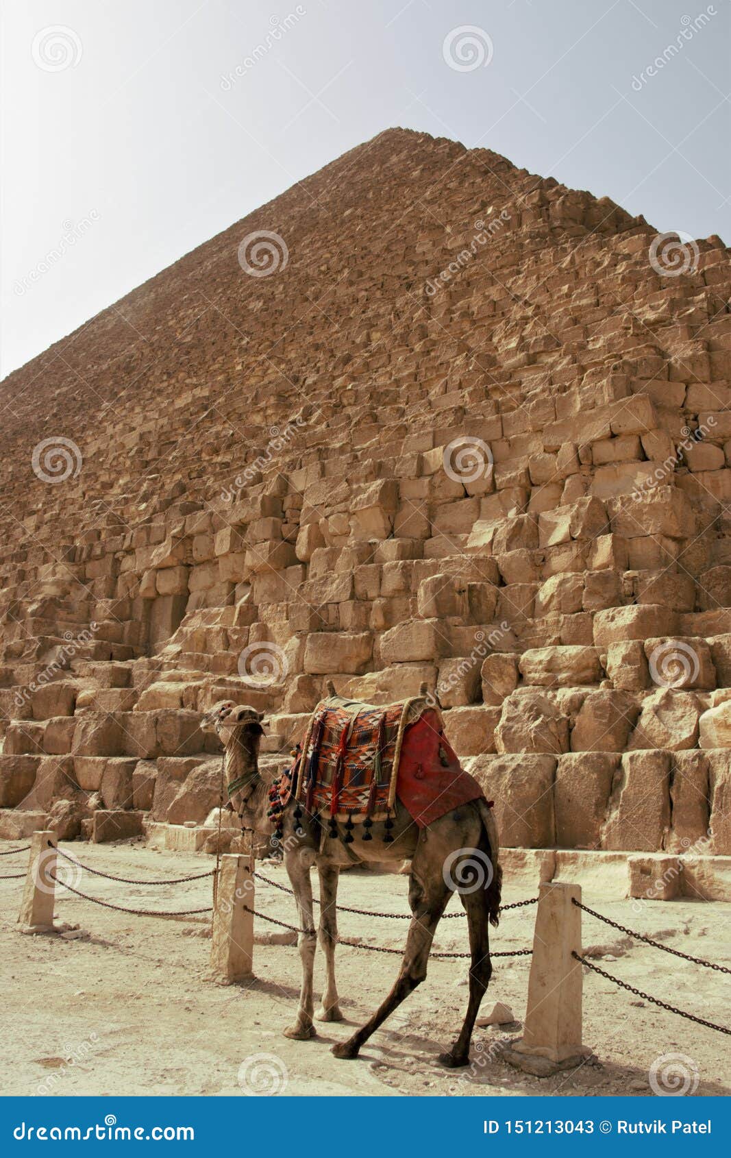 Camel and payramid stock image. Image of closeup, africa - 151213043