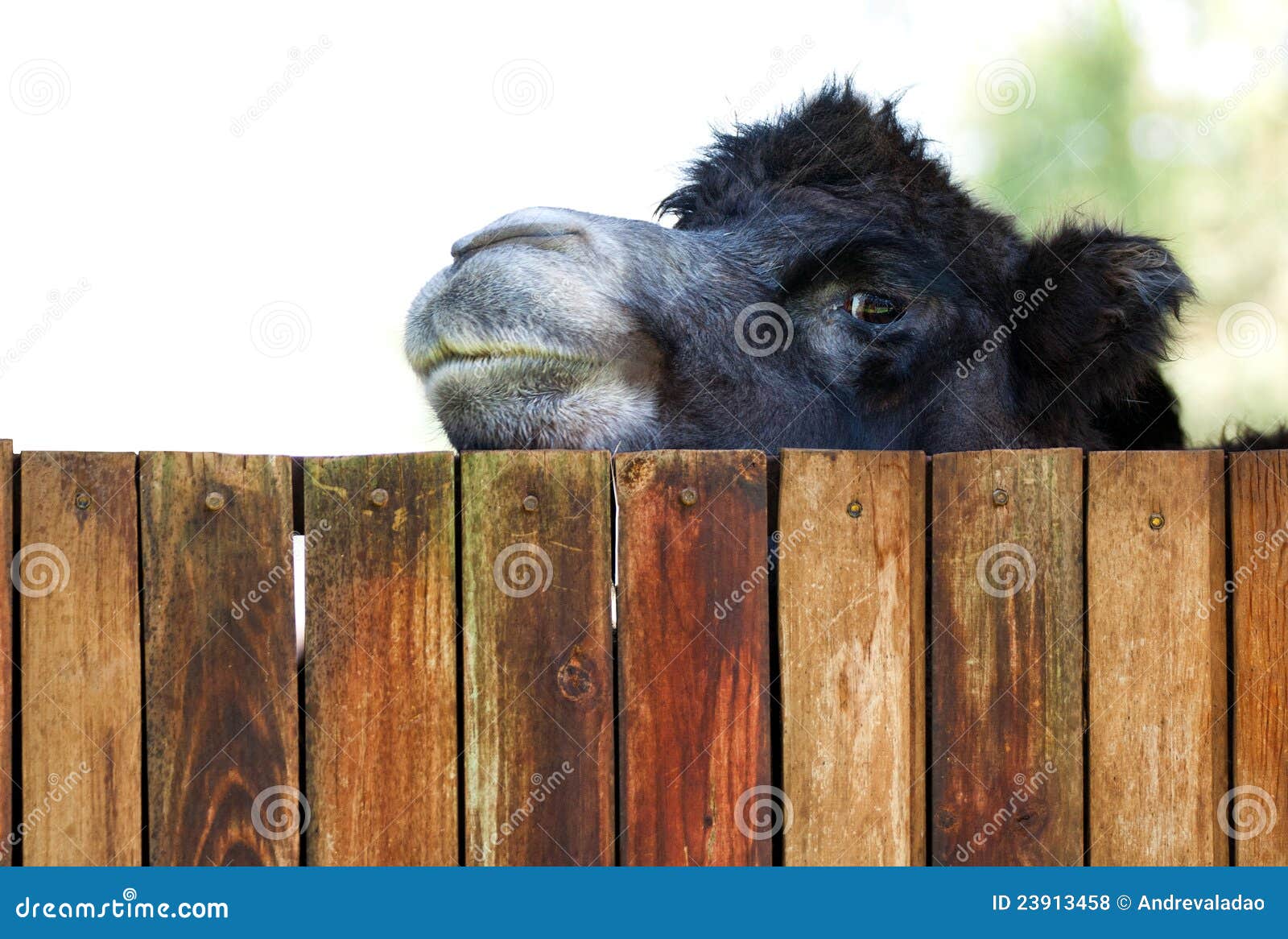 Camel peeking over a fence stock photo. Image of gate - 23913458