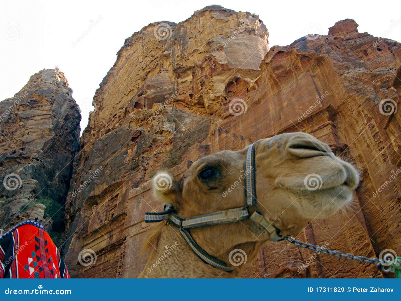 Camel in Petra. Jordan. stock image. Image of stone, treasury - 17311829