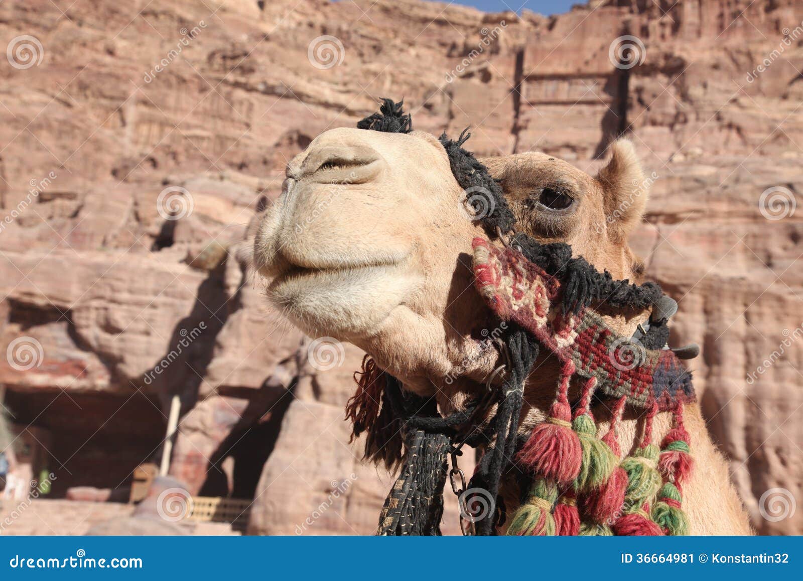 Camel in Petra , Jordan stock image. Image of khazneh - 36664981