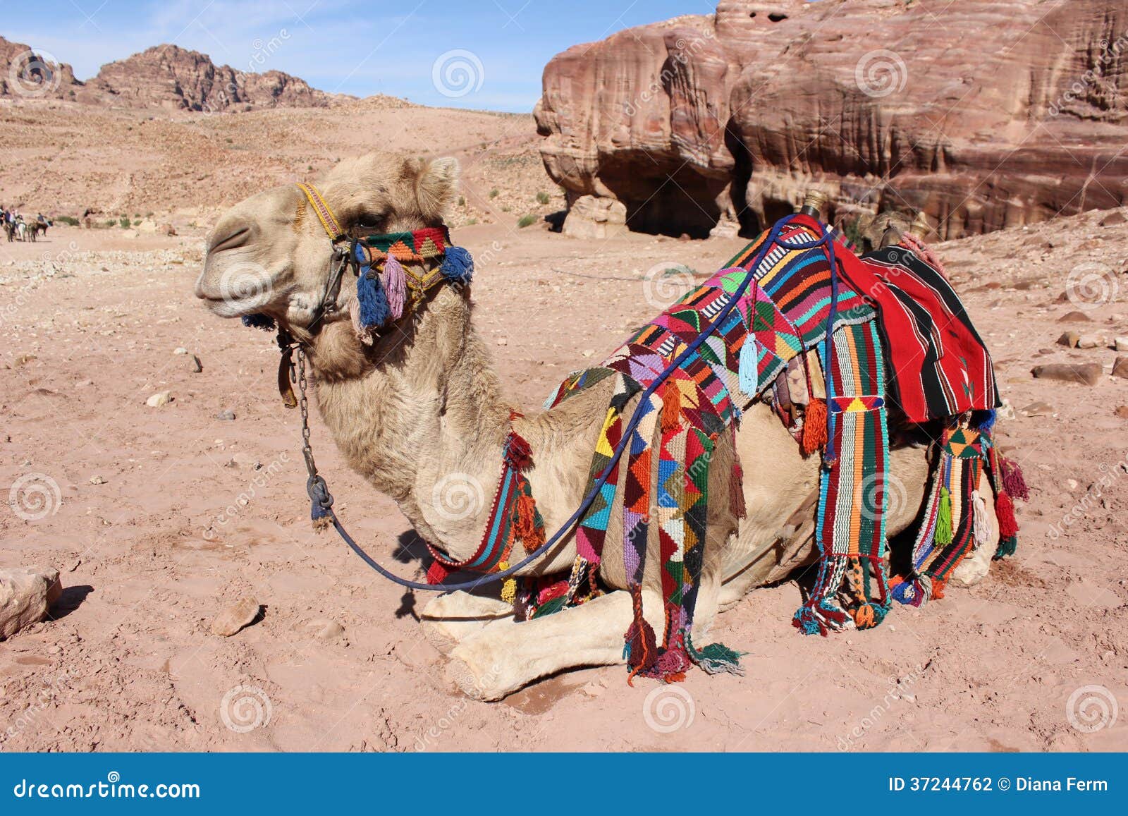 Camel in Petra, Jordan stock photo. Image of petra, mountains - 37244762