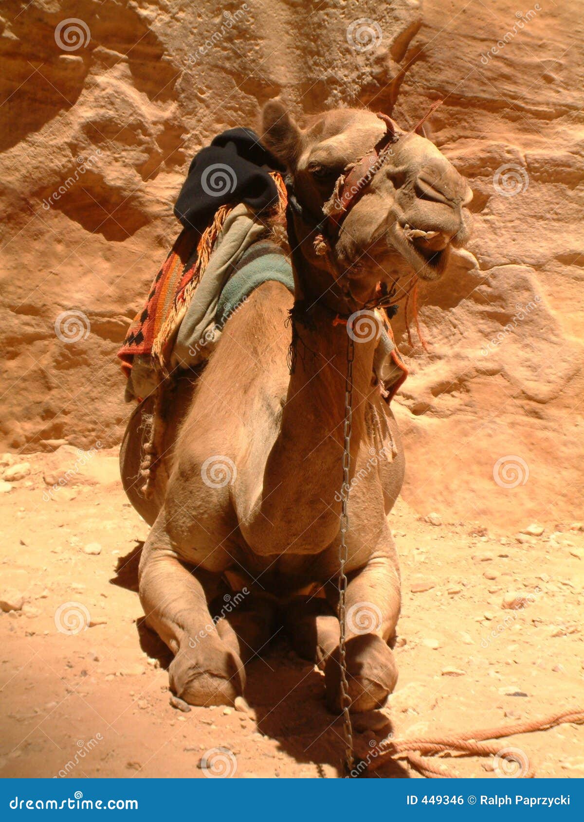 Camel, Petra, Jordan stock photo. Image of smile, petra - 449346 Camel, Petra, Jordan stock photo. Image of smile, petra - 449346