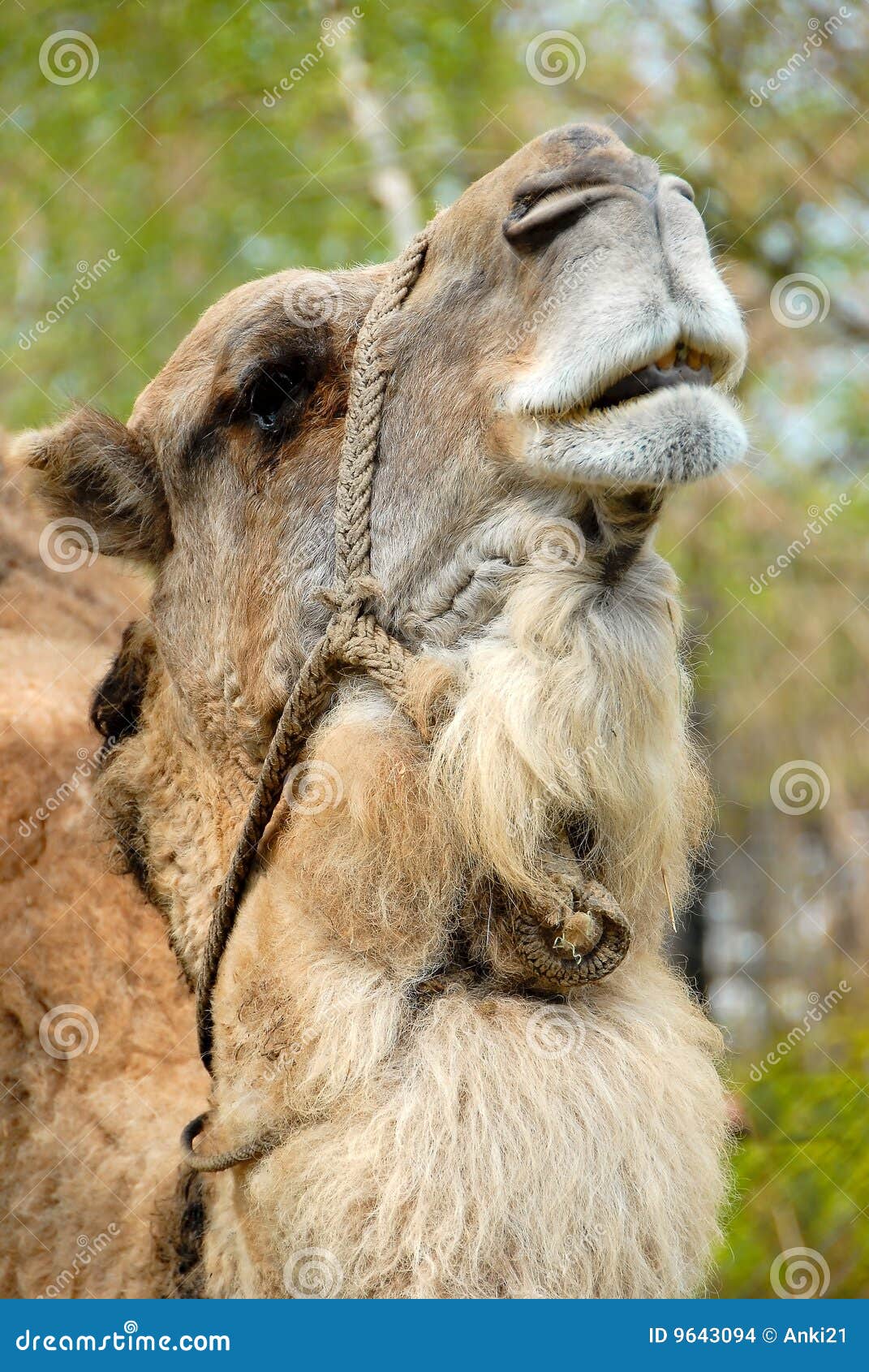 A Camel Photographed In Zoo Picture. Image: 9643094