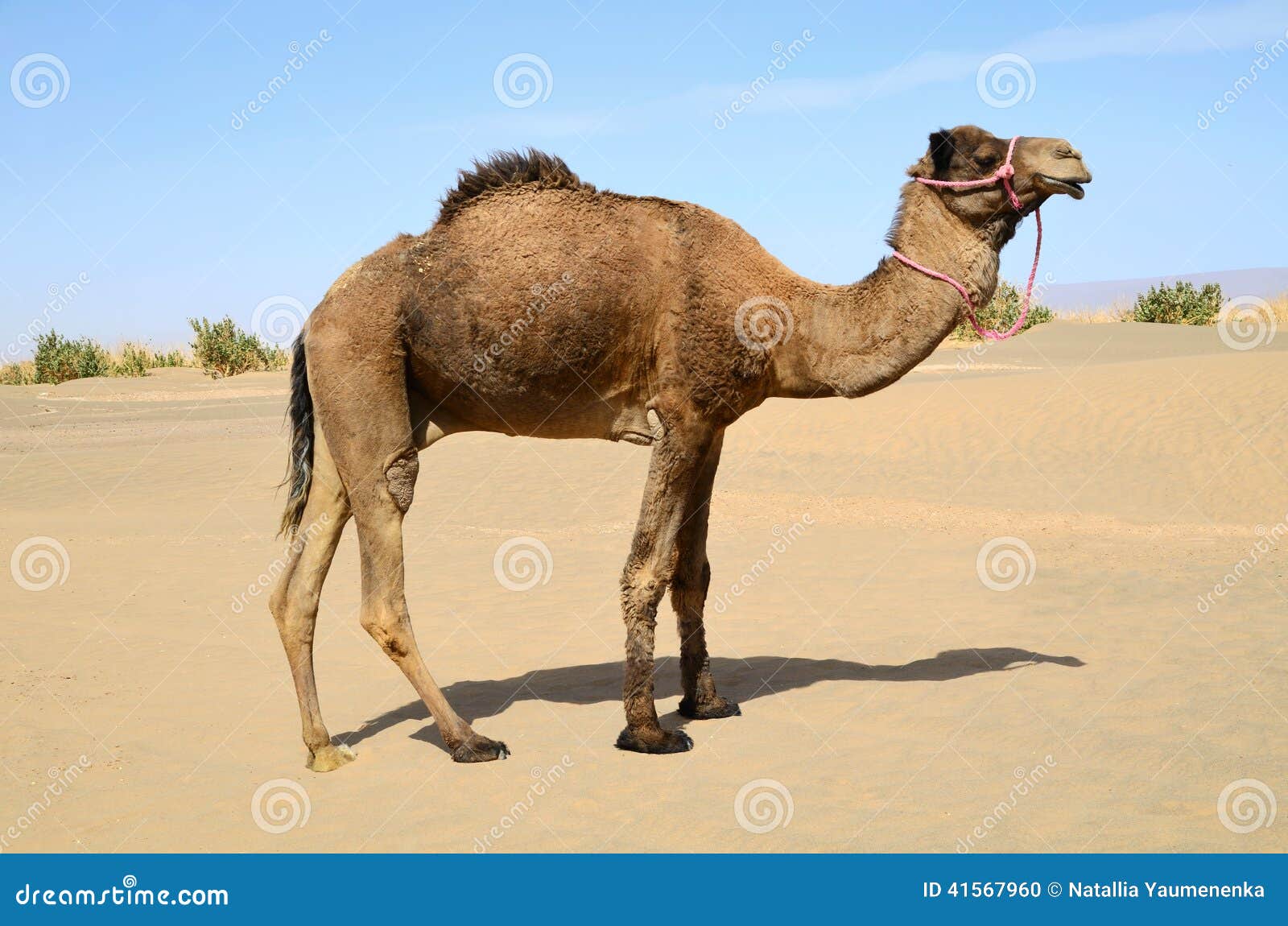 Camel Pink Bridle Stock Photos - Free & Royalty-Free Stock Photos from ...