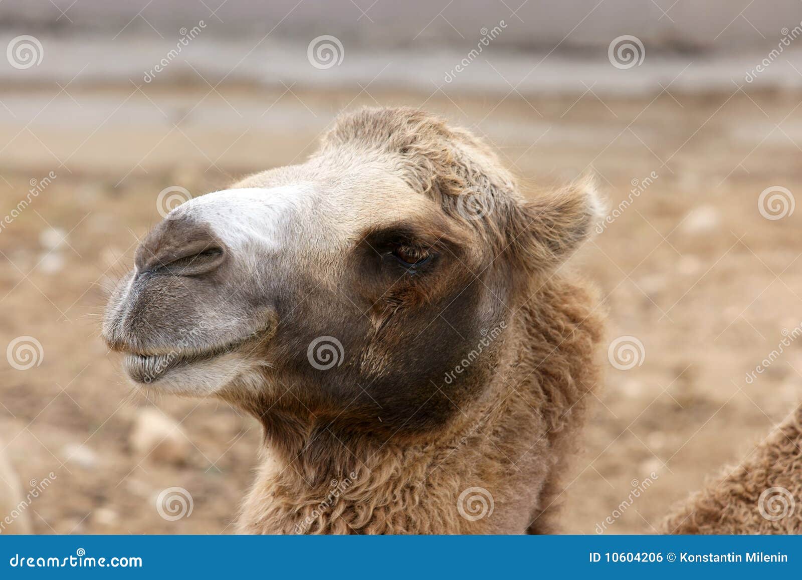 Camel portrait stock photo. Image of closeup, transportation - 10604206
