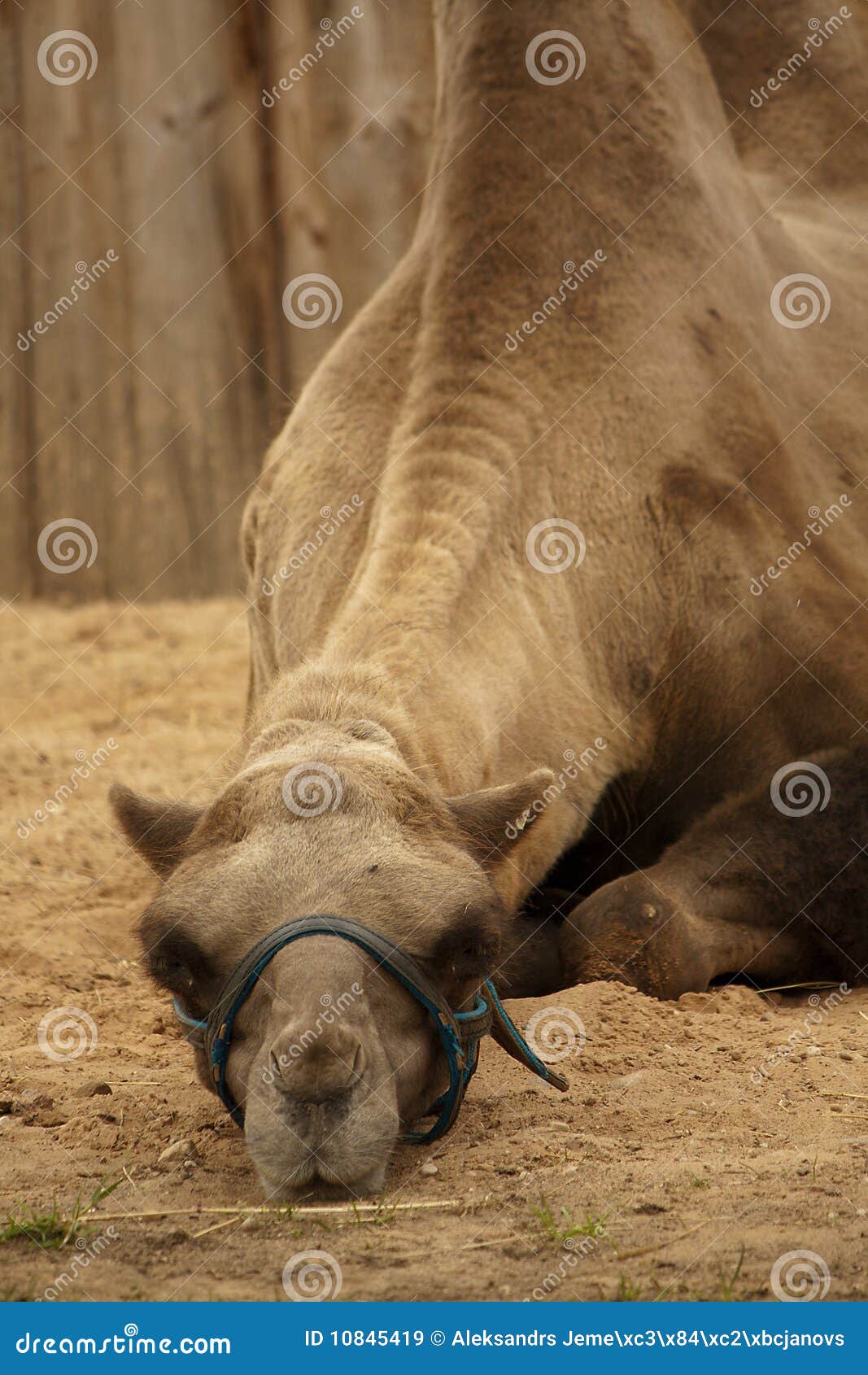 Camel portrait stock image. Image of young, camel, sensory - 10845419