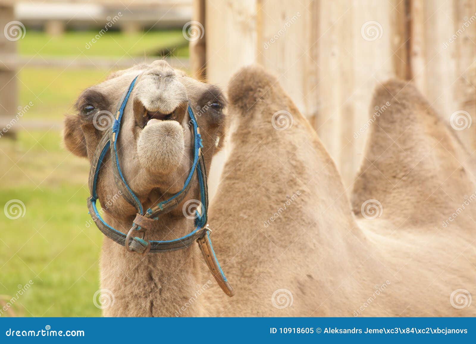 Camel portrait stock image. Image of animal, ethnicity - 10918605