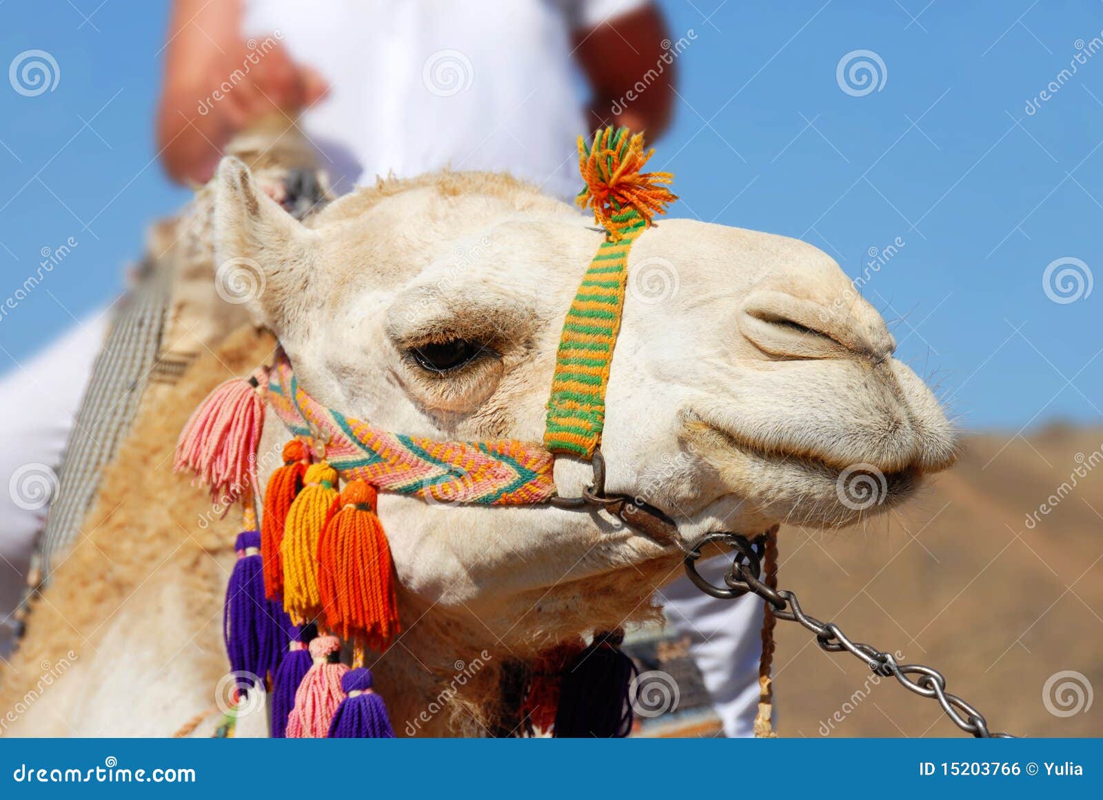 Camel portrait stock photo. Image of outdoor, national - 15203766