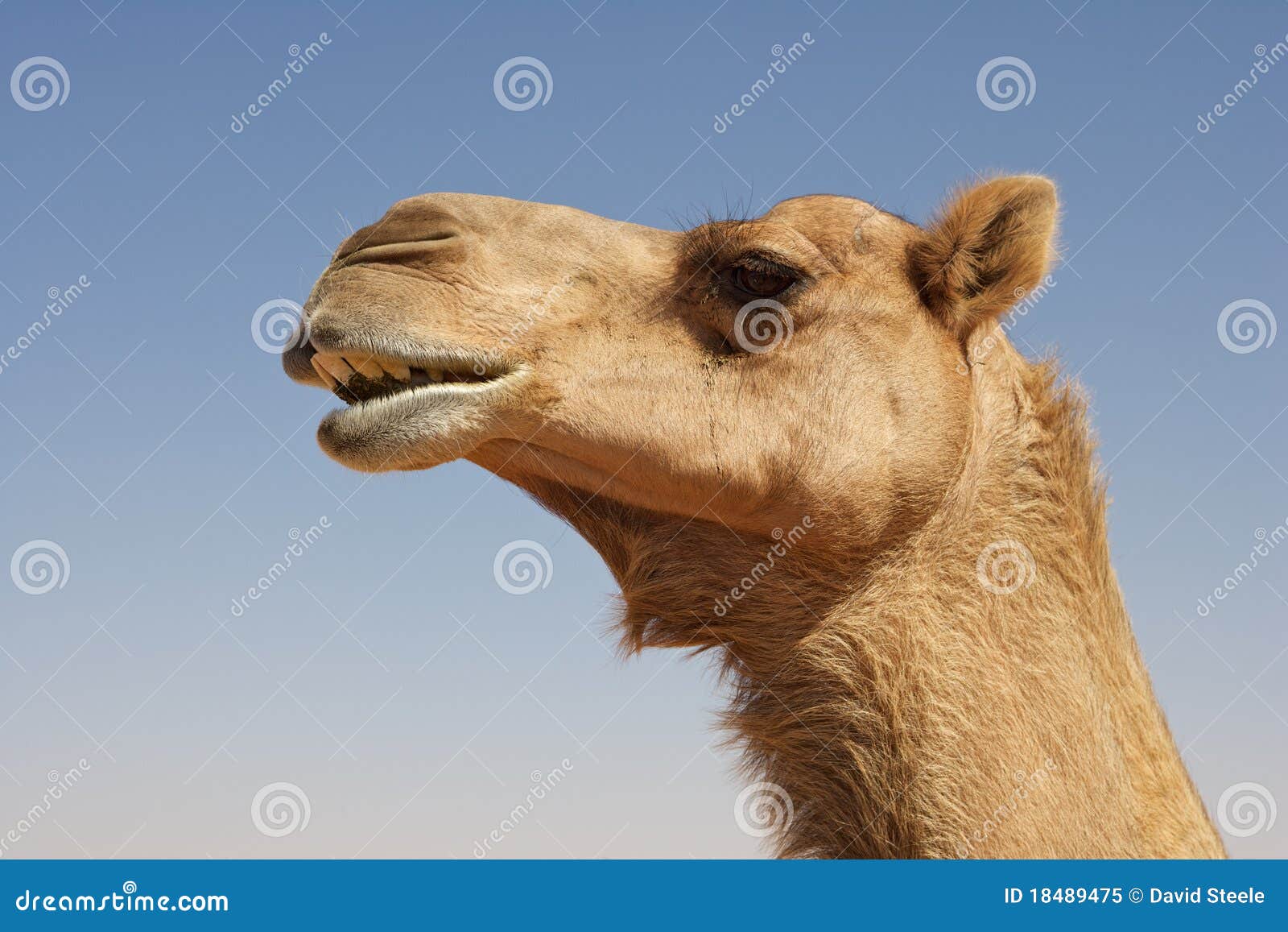 Camel Portrait stock image. Image of arid, east, oman - 18489475