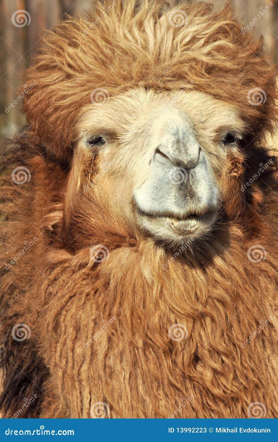 Camel portrait 2 stock image. Image of portrait, mouth - 13992223