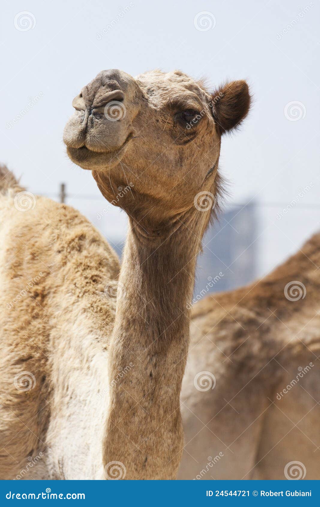Camel portrait stock image. Image of middle, adult, front - 24544721