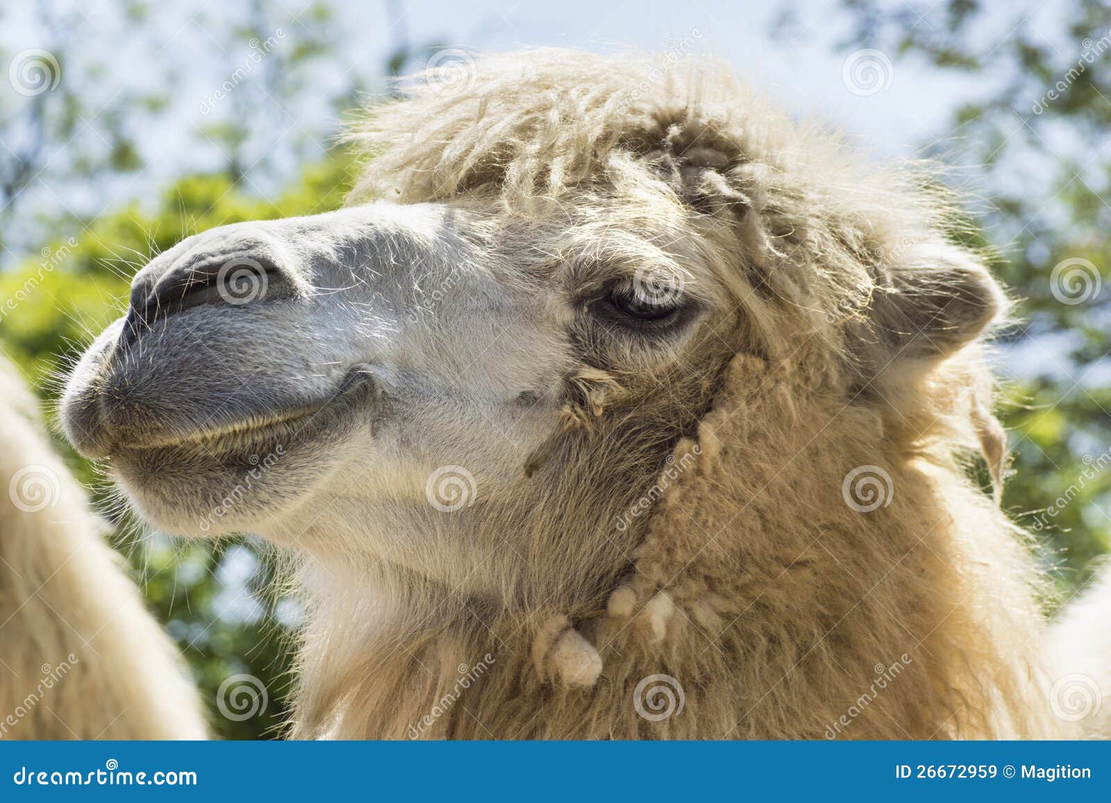 Camel portrait stock image. Image of desert, european - 26672959