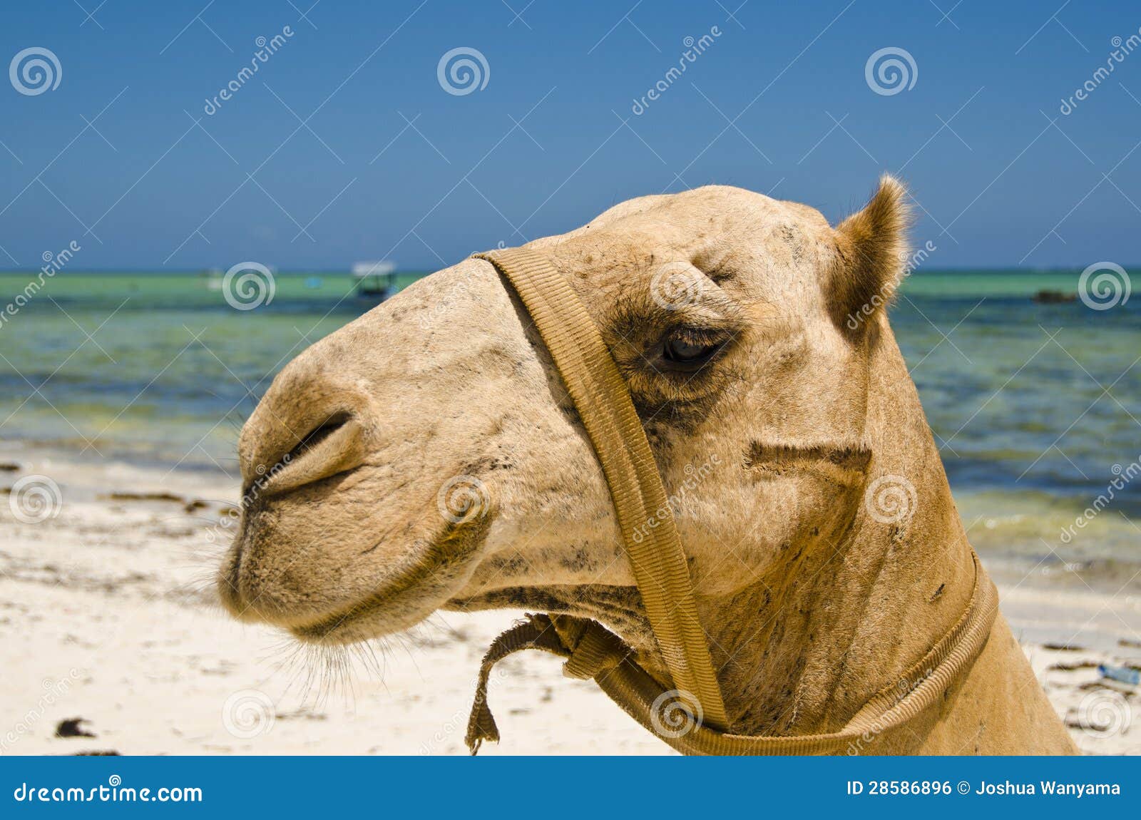 Camel portrait stock photo. Image of halter, desert, mammal - 28586896
