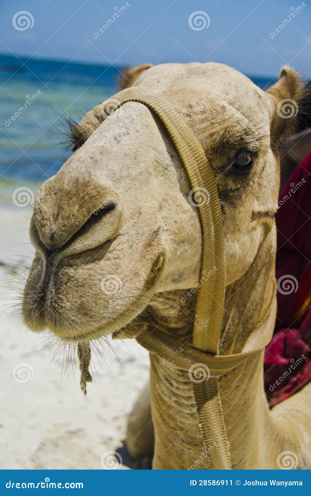 Camel portrait stock image. Image of nostrils, horizontal - 28586911