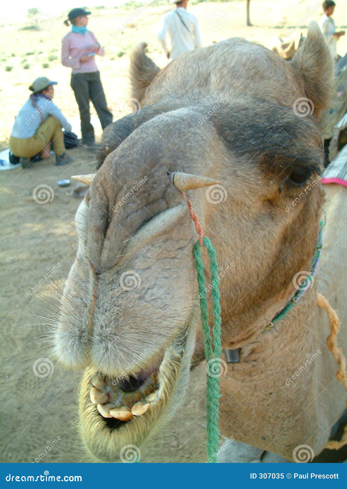 Camel portrait stock image. Image of africa, sand, mammal - 307035