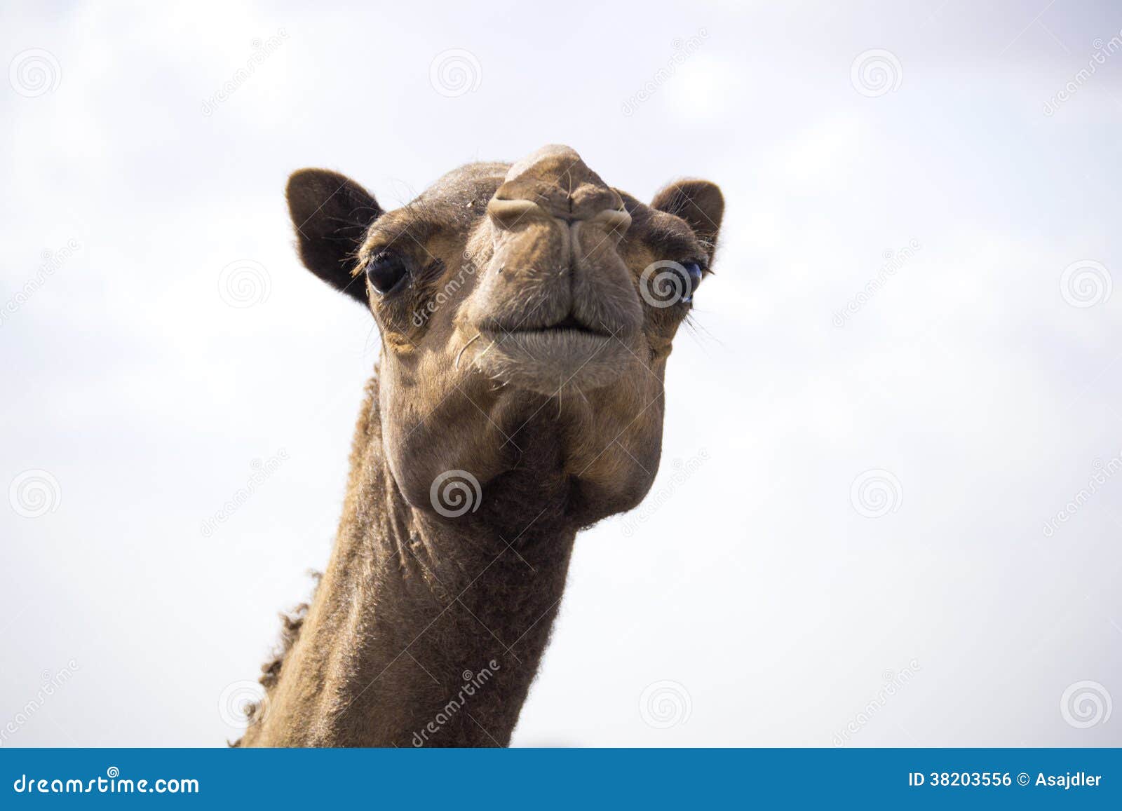 Camel portrait stock photo. Image of transport, camel - 38203556