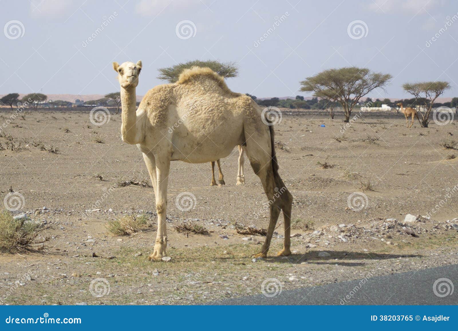 Camel portrait stock image. Image of animal, sand, landscape - 38203765