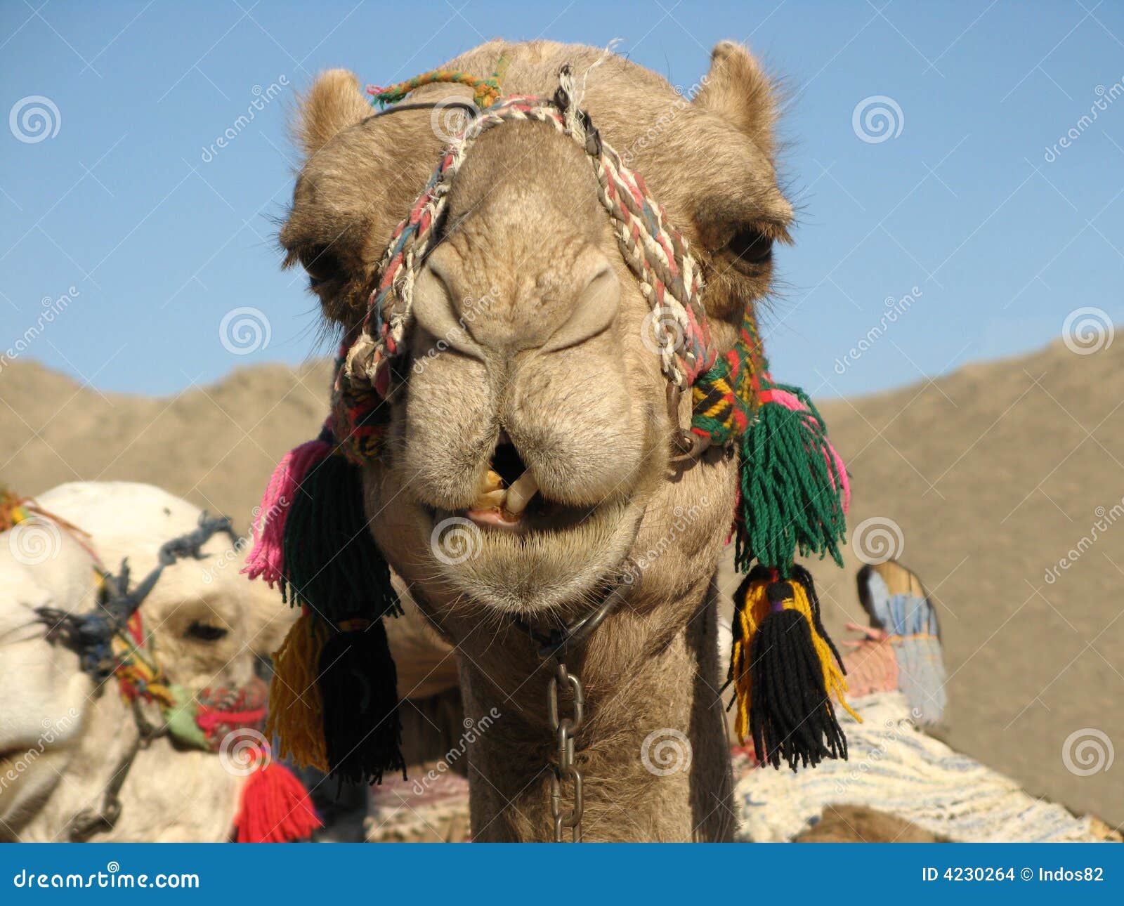 Camel portrait stock photo. Image of headcollar, domestic - 4230264