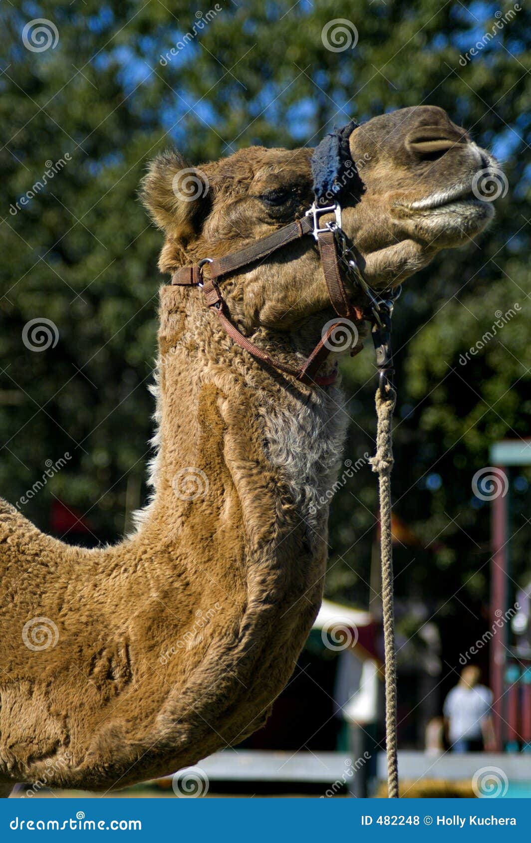 Camel Portrait stock photo. Image of mammal, animal, camelus - 482248