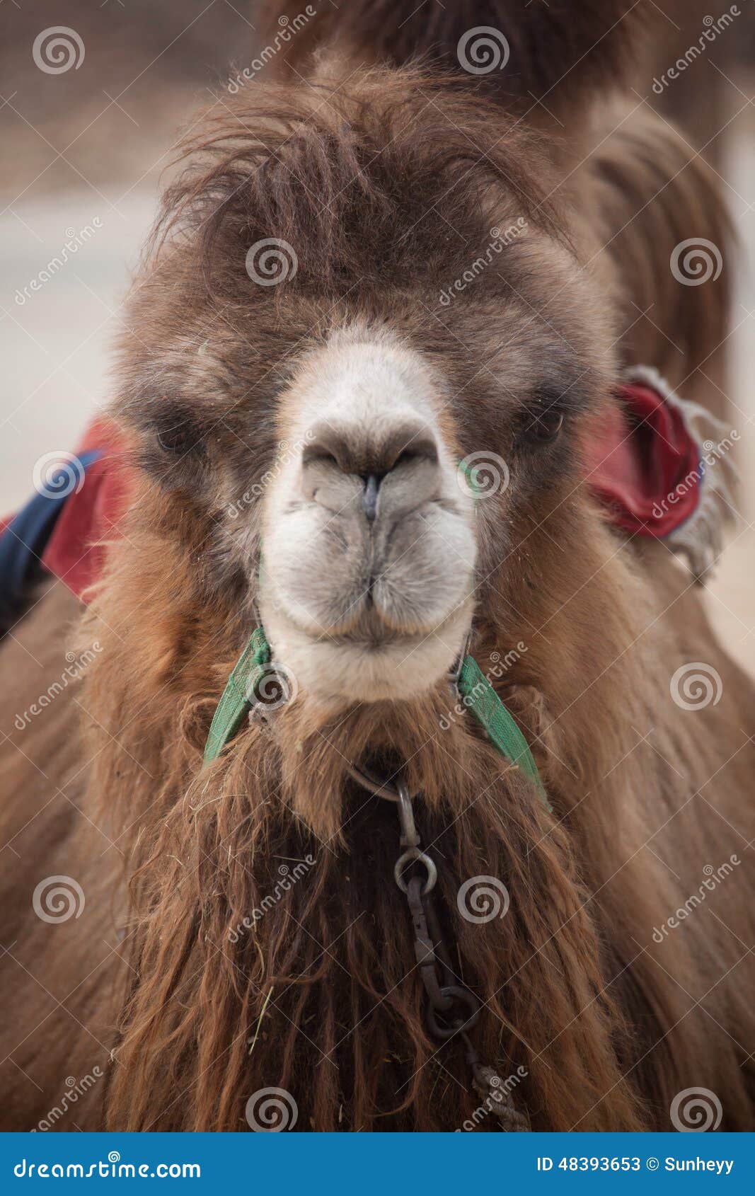 Camel stock image. Image of desert, camel, friend, mammal - 48393653