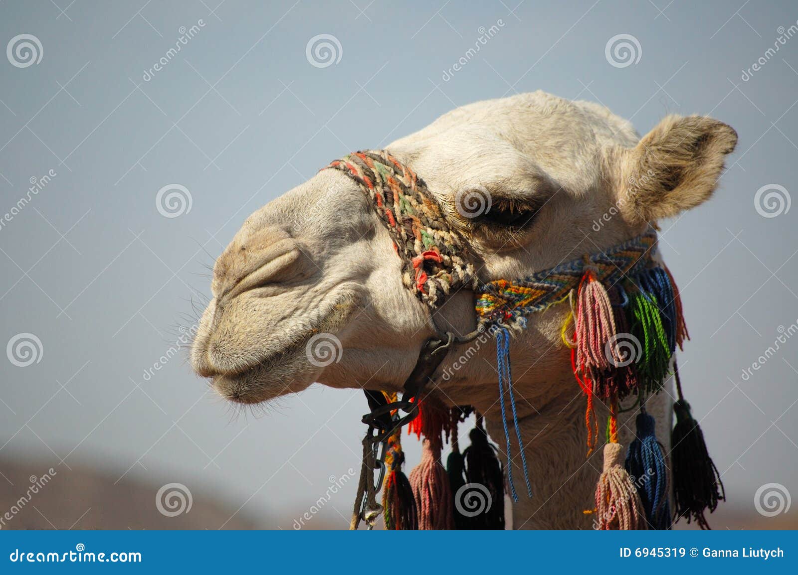 Camel portrait stock image. Image of portrait, animal - 6945319