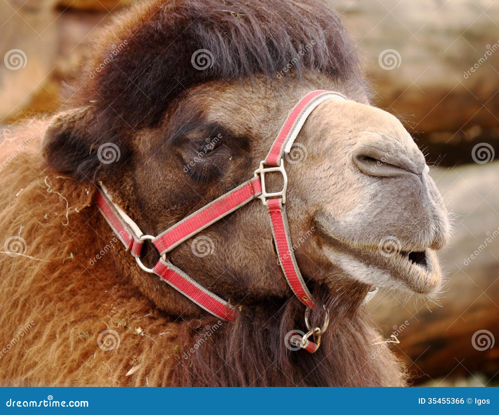 Camel. stock photo. Image of transport, hump, animal - 35455366