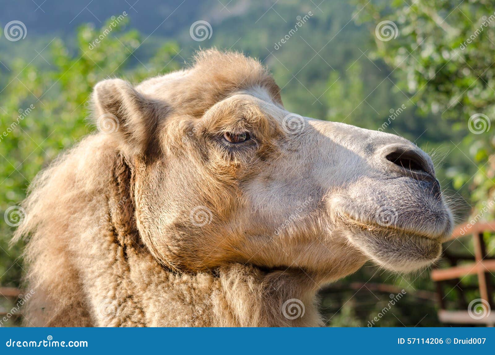 Camel stock photo. Image of hair, head, camel, wildlife - 57114206