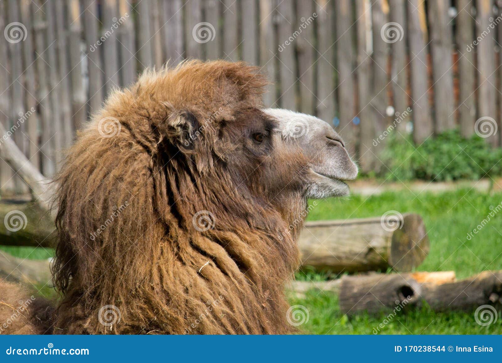 Camel portrait stock photo. Image of muzzle, humps, animals - 170238544
