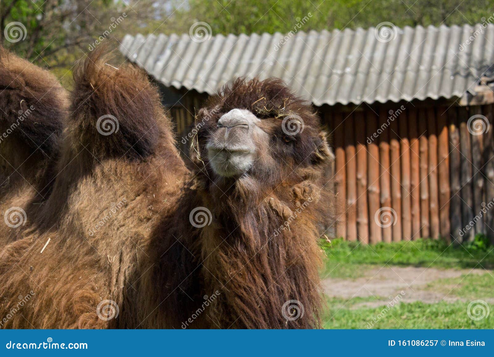 Camel portrait stock image. Image of nature, furry, herbivorous - 161086257