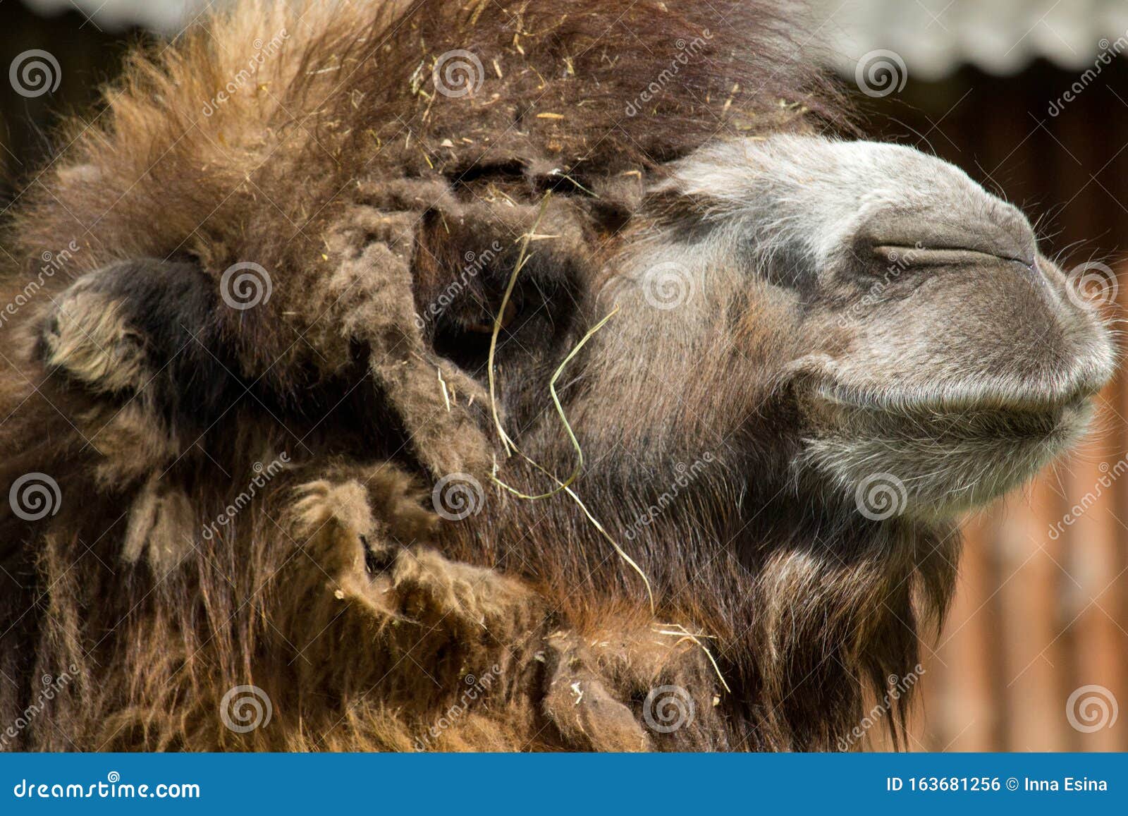 Camel portrait stock photo. Image of mammal, livestock - 163681256