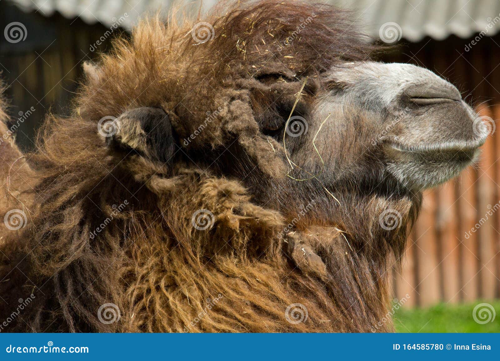 Camel portrait stock photo. Image of bactrian, shaggy - 164585780