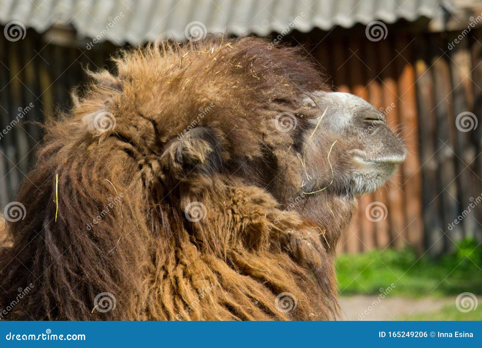 Camel portrait stock photo. Image of ruminant, bactrian - 165249206