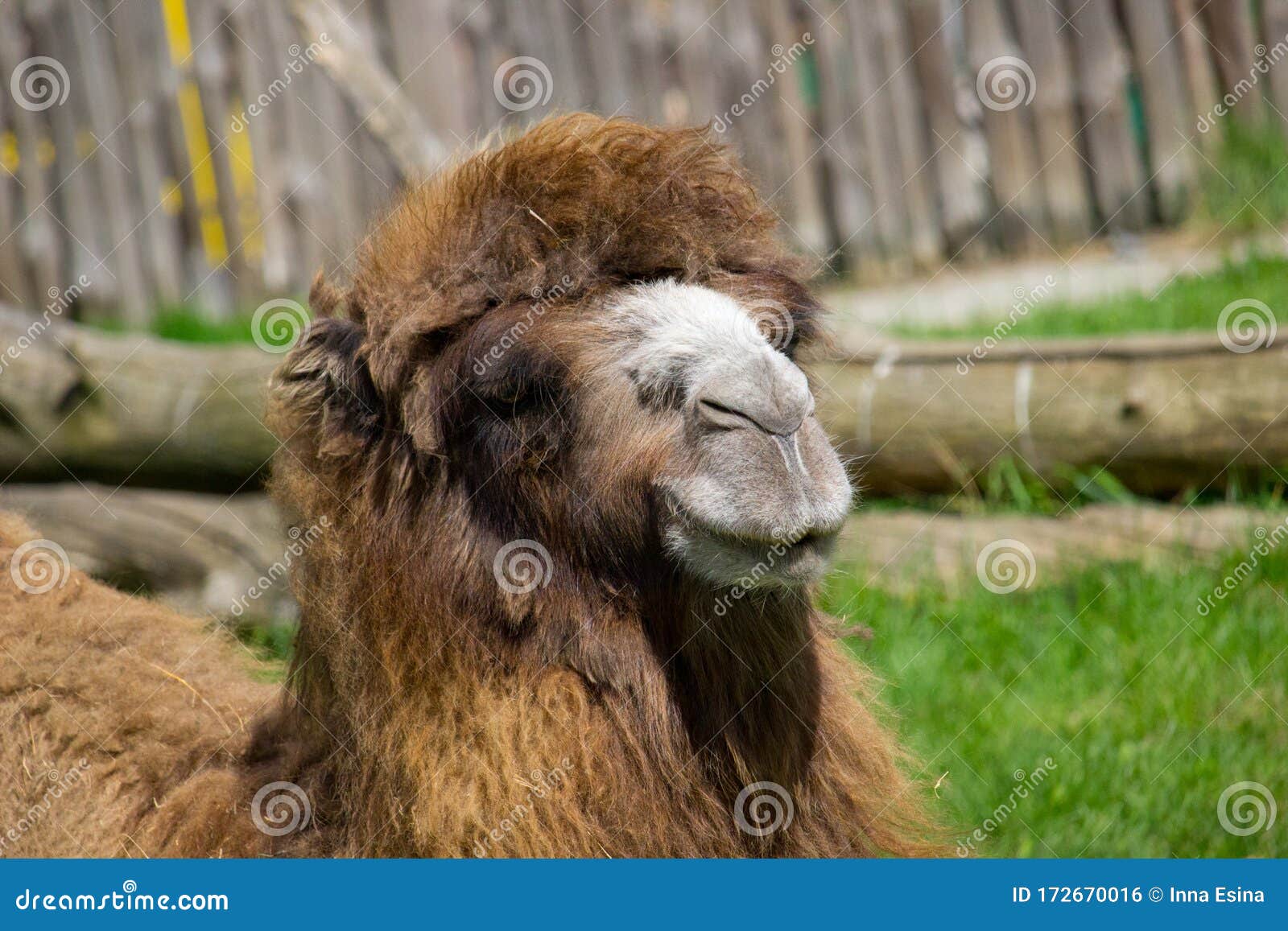 Camel portrait stock photo. Image of herbivorous, outdoor - 172670016