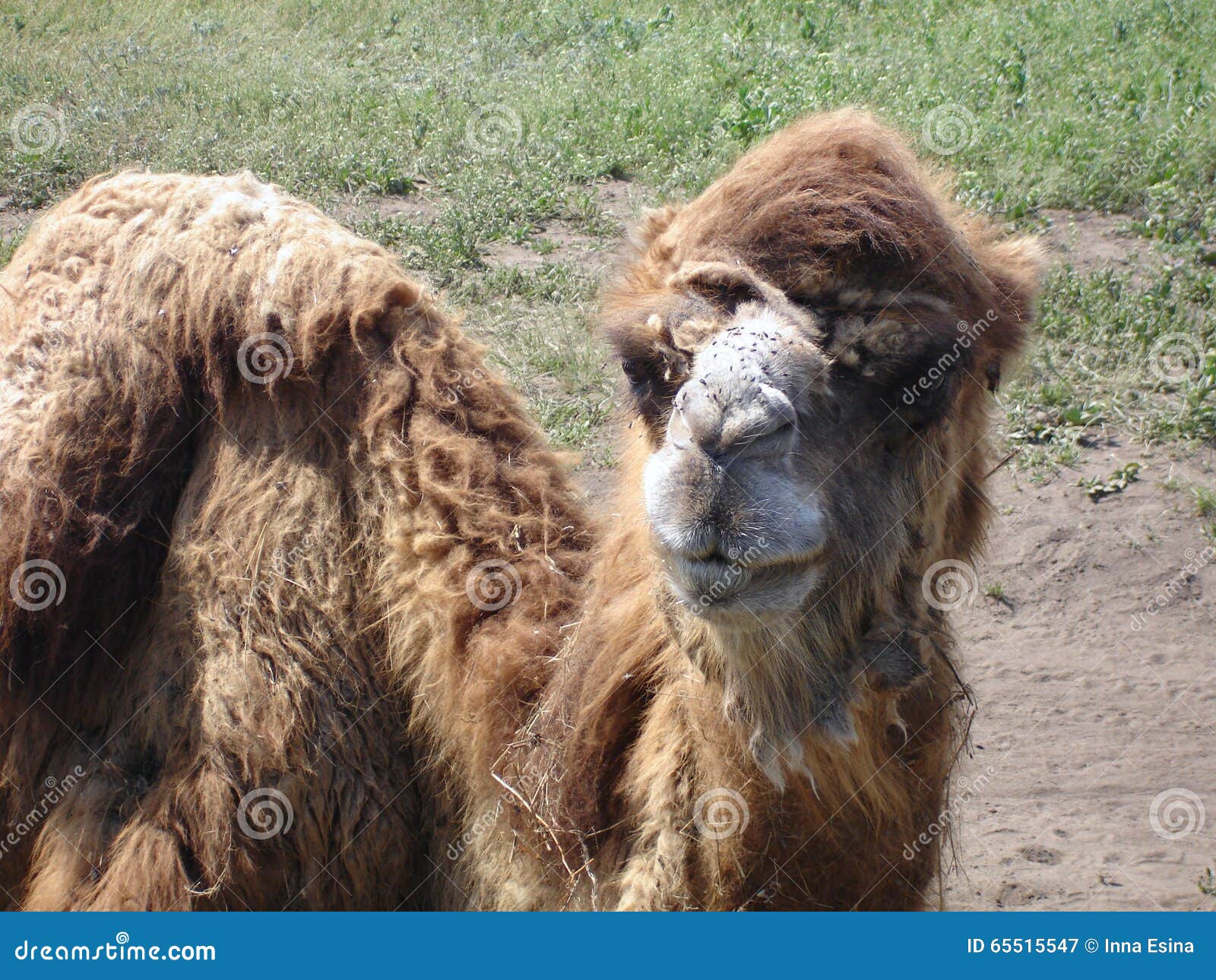 Camel stock image. Image of mammal, hump, furry, humped - 65515547