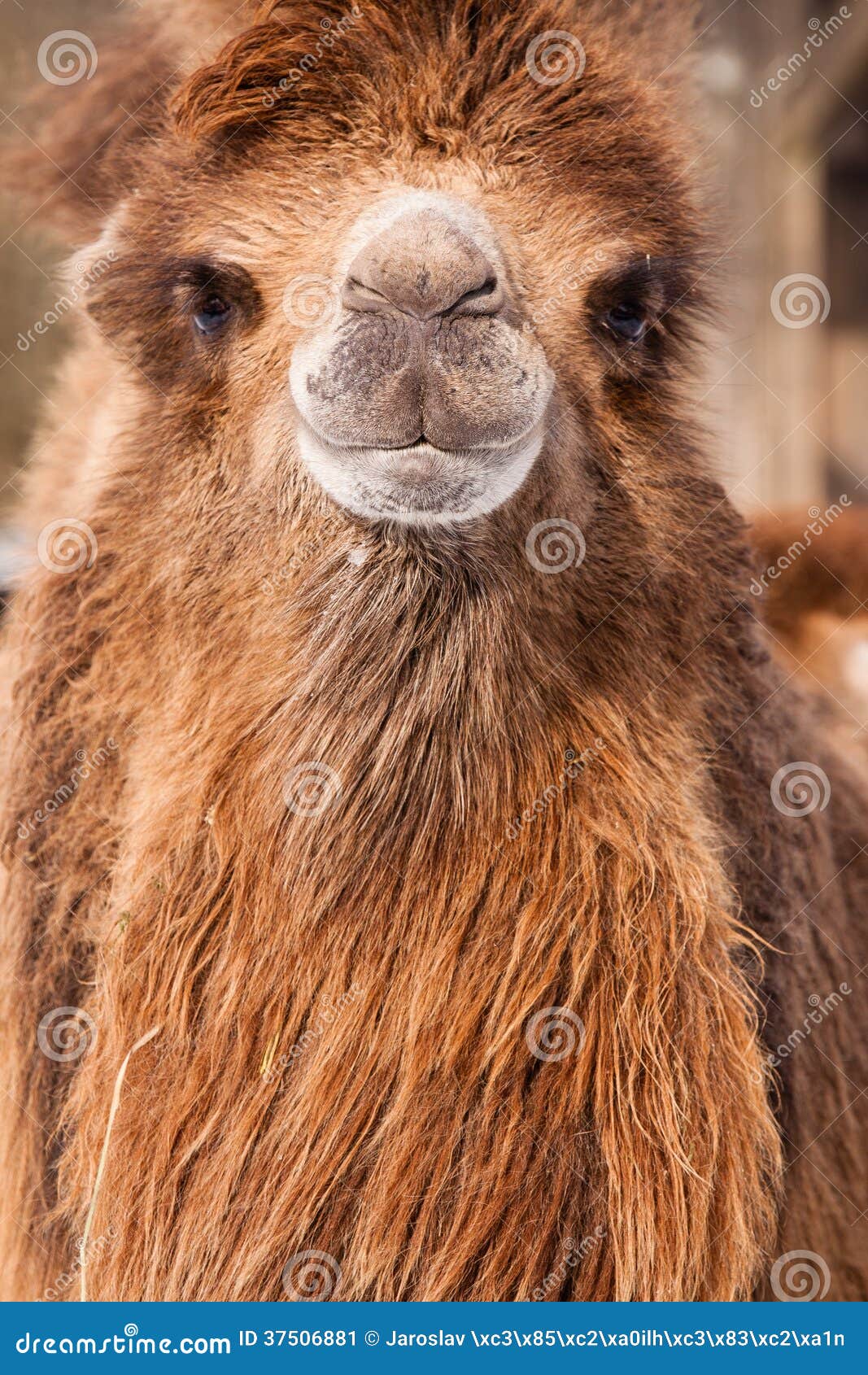 Camel portrait stock image. Image of bactrian, natural - 37506881