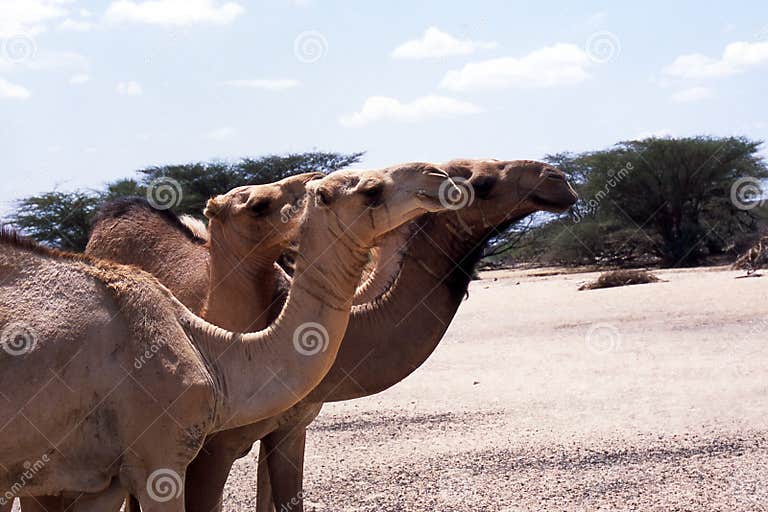 Camel portraits stock photo. Image of close, africa, dune - 5314728