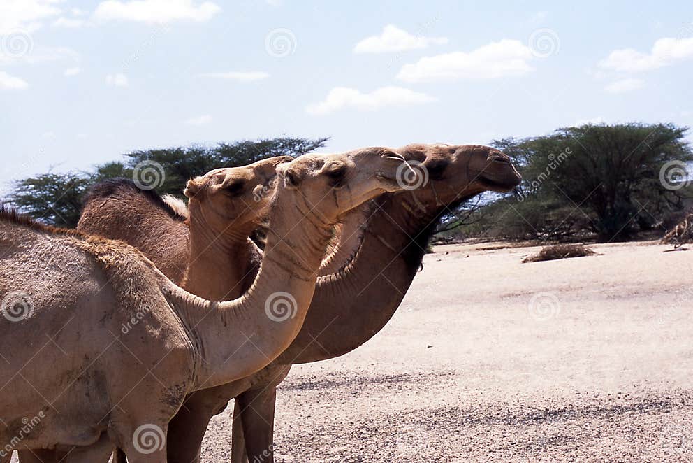 Camel portraits stock photo. Image of close, africa, dune - 5314728