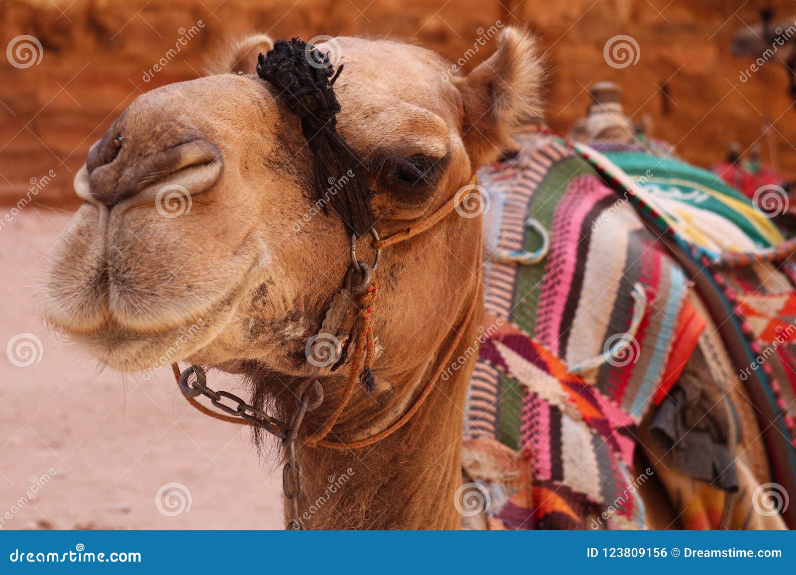 Camel Posing in Front of the Treasury in Petra, Jordan Stock Photo ...