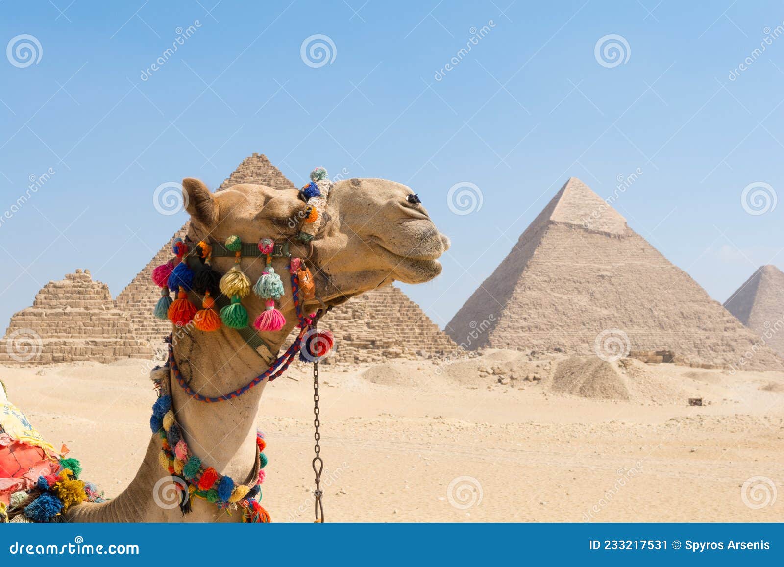 Camel Posing at Giza Pyramid Complex, Egypt Stock Image - Image of ...