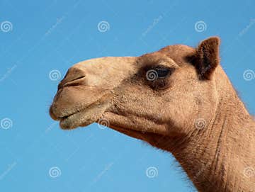 Camel profile stock image. Image of camels, profile, animals - 270311