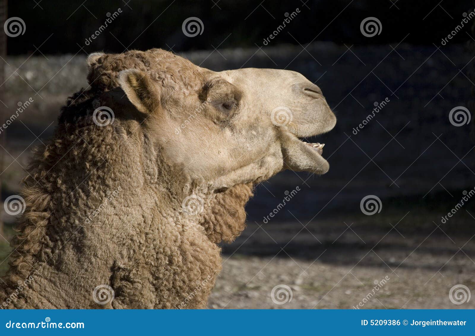 Camel Profile stock photo. Image of drop, animal, horizontal - 5209386