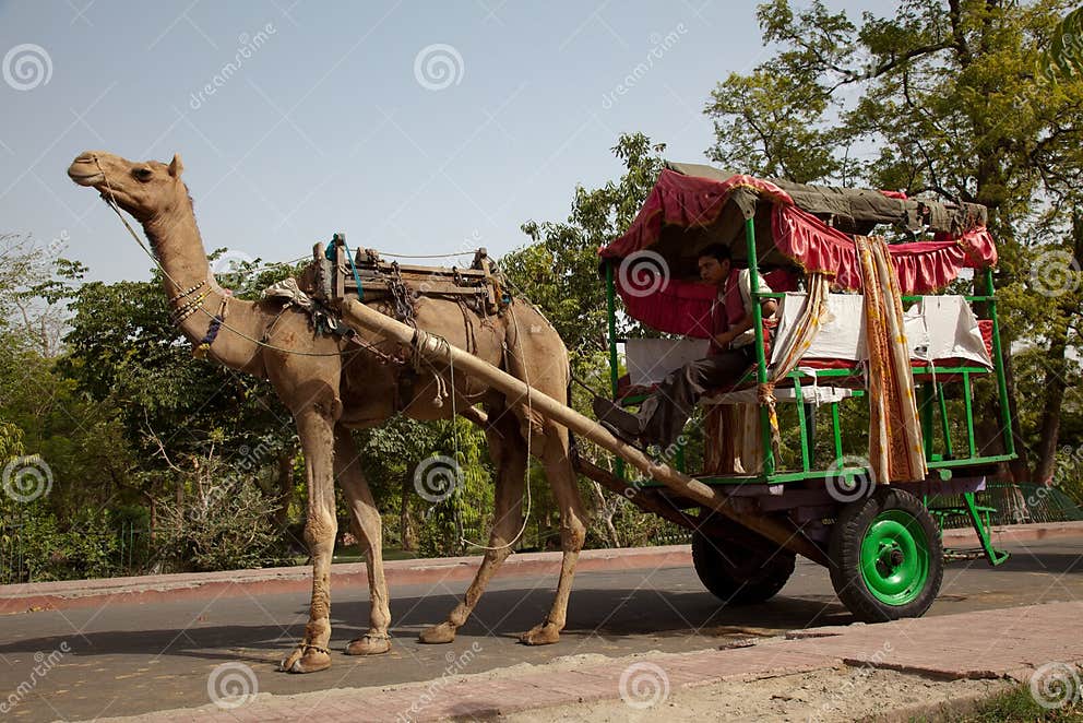 Camel Pulling Cart in India Editorial Image - Image of ornate, travel ...