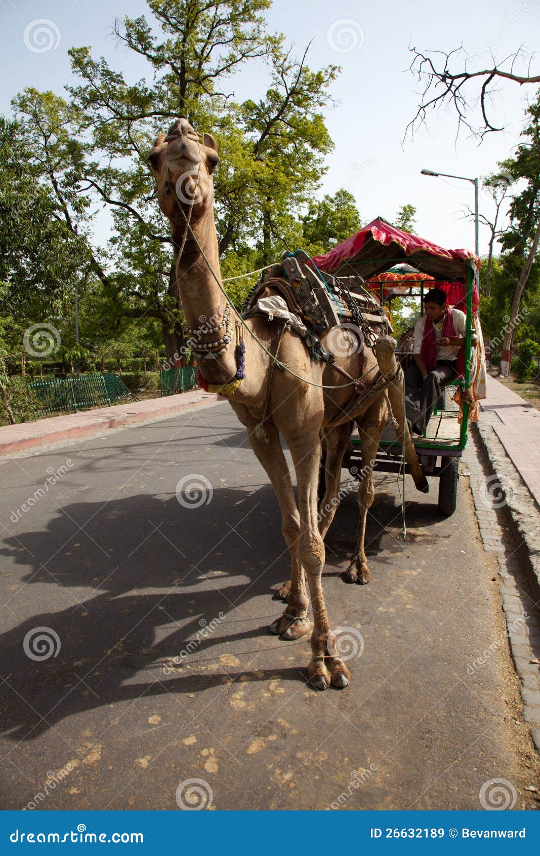 Camel Pulling Cart in India Editorial Stock Image - Image of asia ...