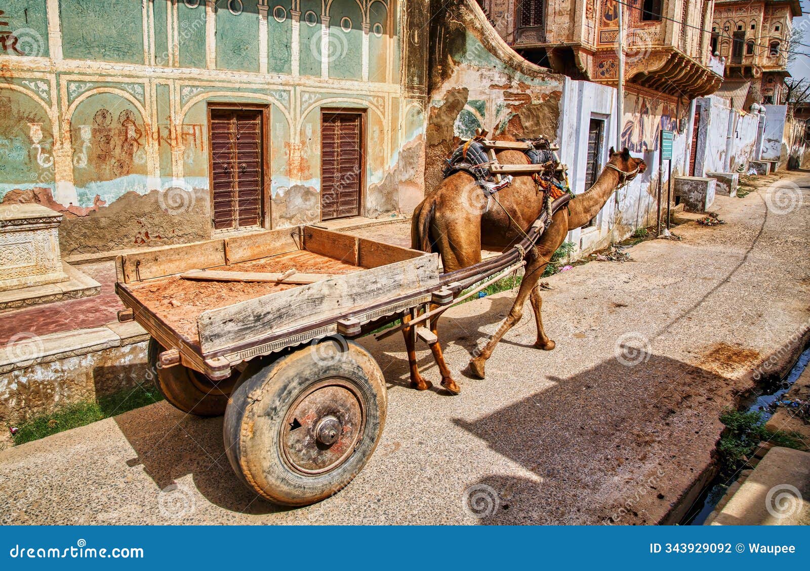 Camel Pulling Loads in Mandawa, Rajasthan Stock Photo - Image of ...