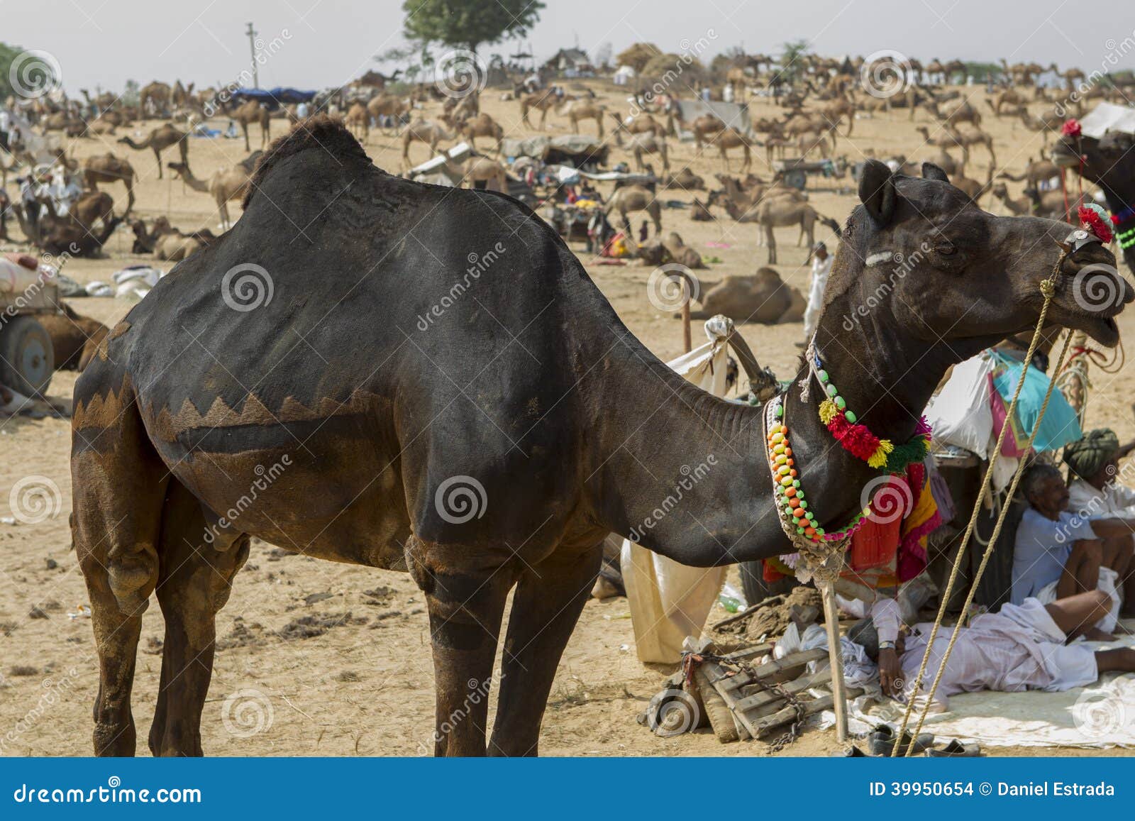 Camel Pushkar fair editorial stock image. Image of india - 39950654