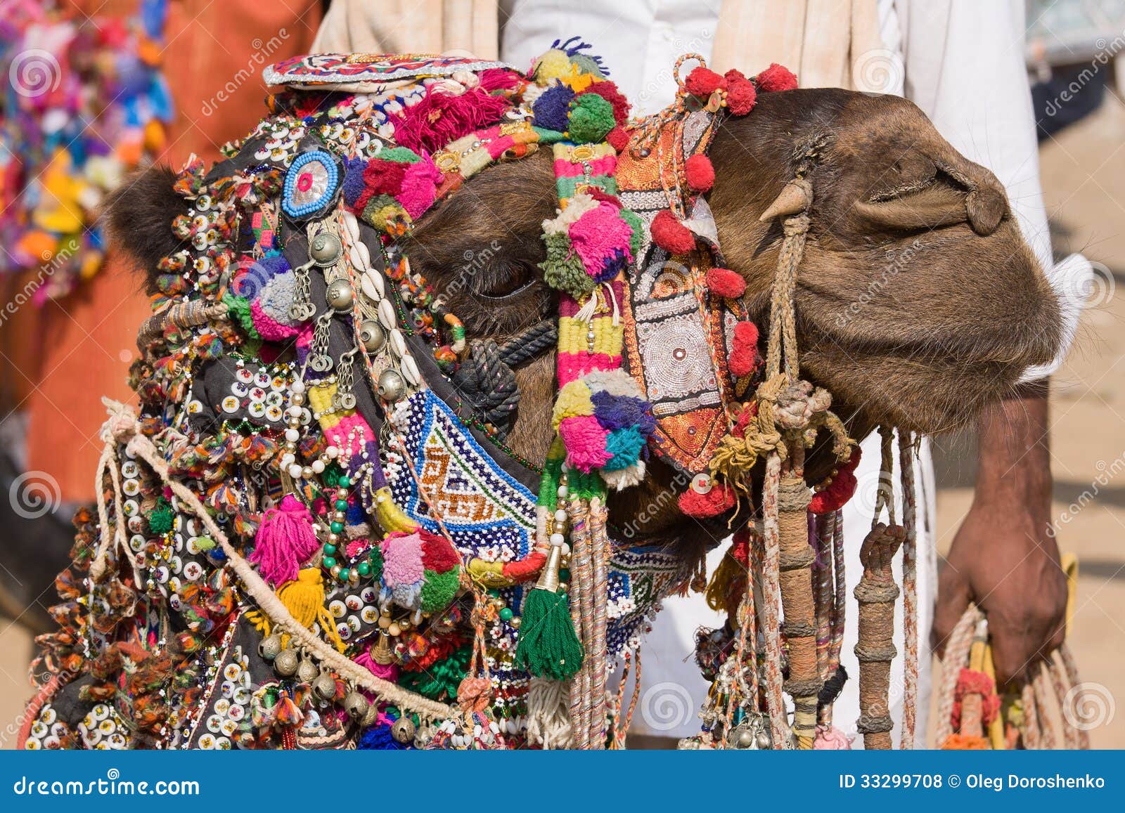 Camel at the Pushkar Fair in Rajasthan, India Stock Photo - Image of ...