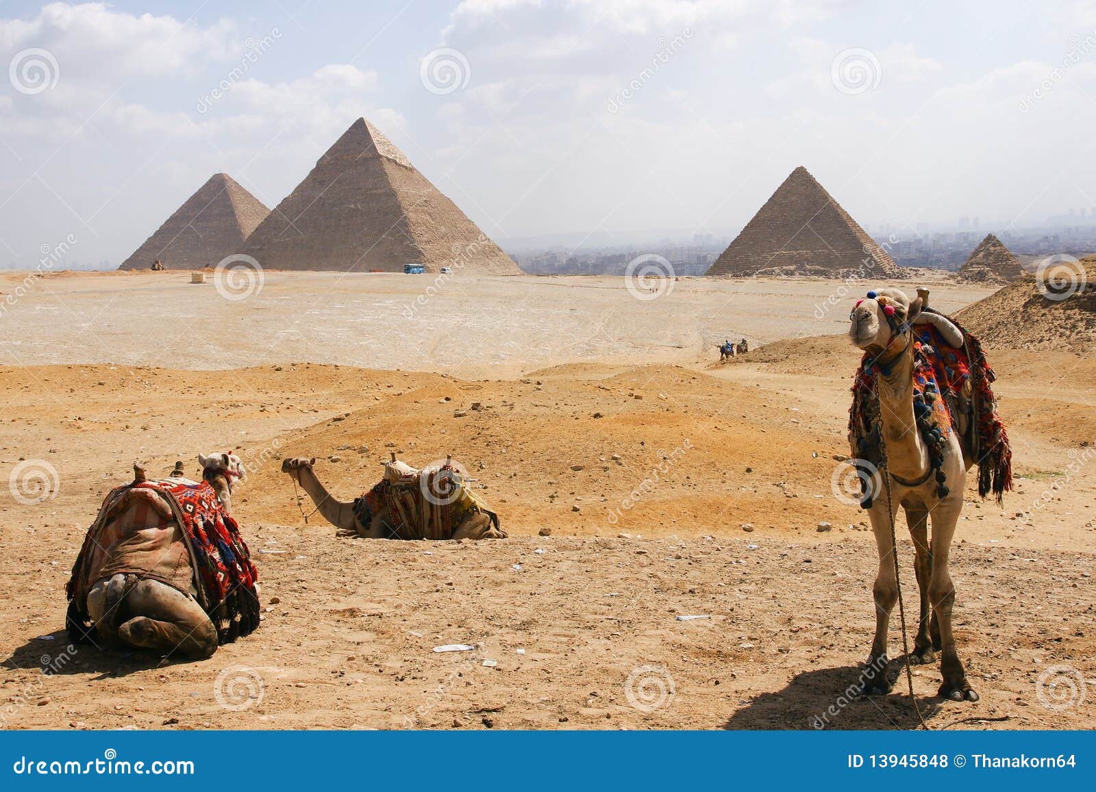 Camel with pyramid stock photo. Image of clouds, africa - 13945848