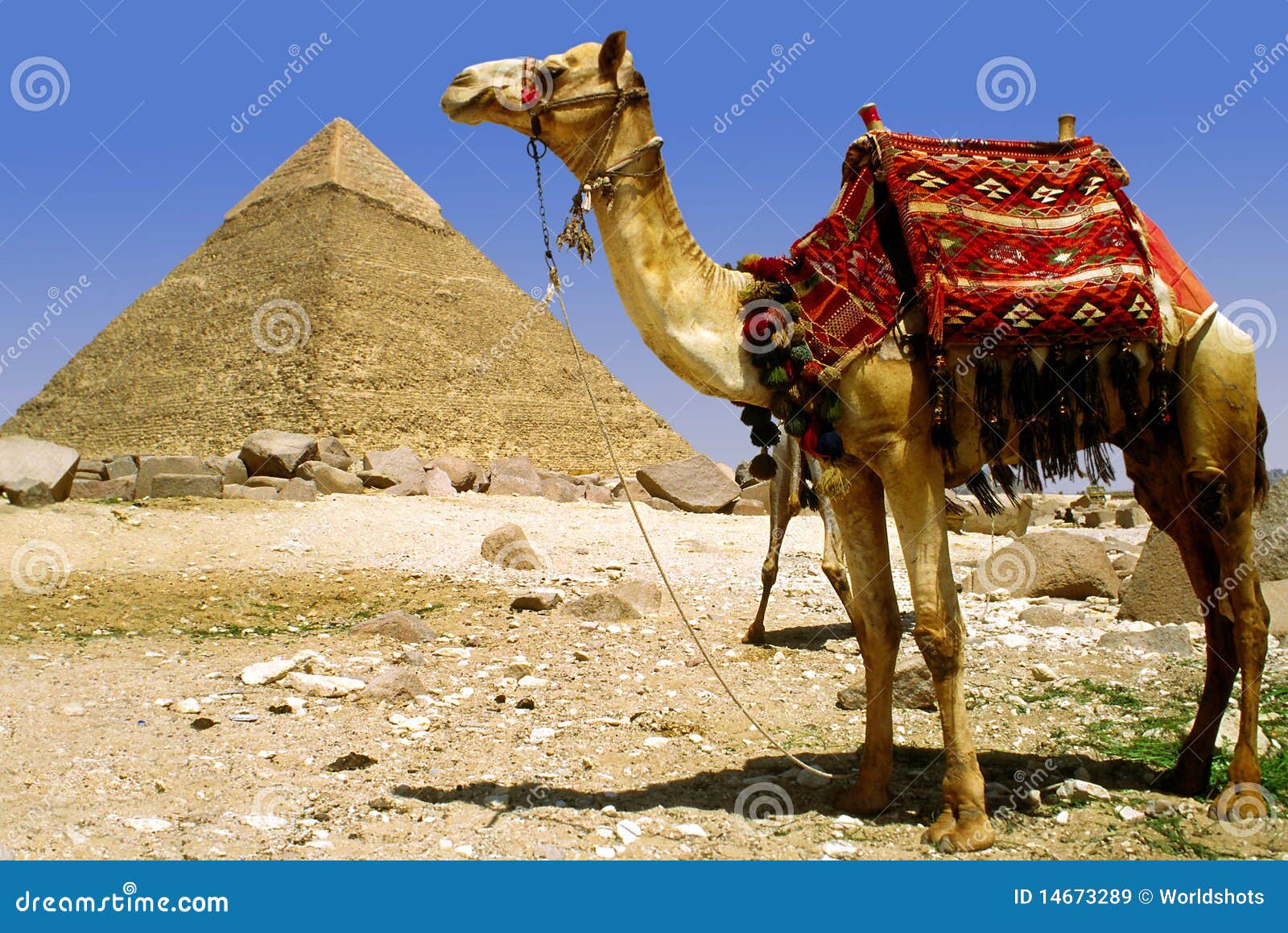 Camel and pyramid stock image. Image of pyramid, seven - 14673289