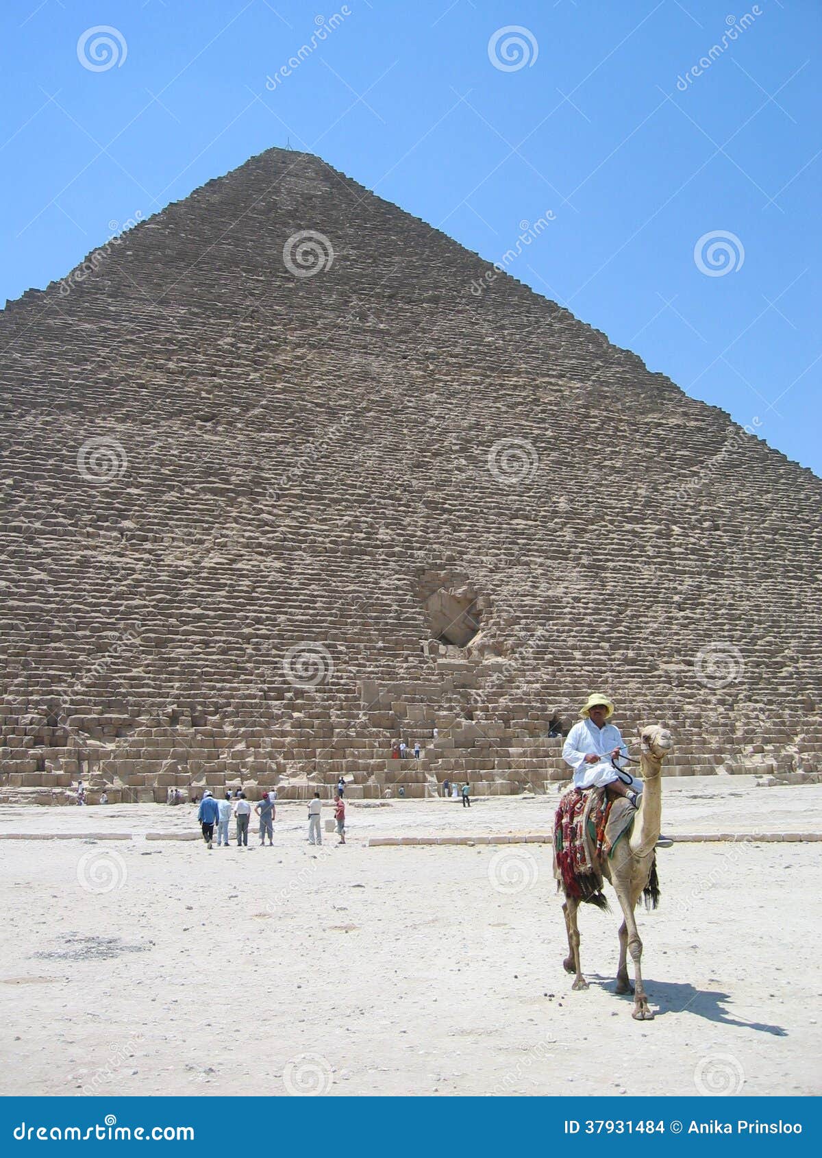 Camel by Pyramid editorial stock image. Image of history - 37931484