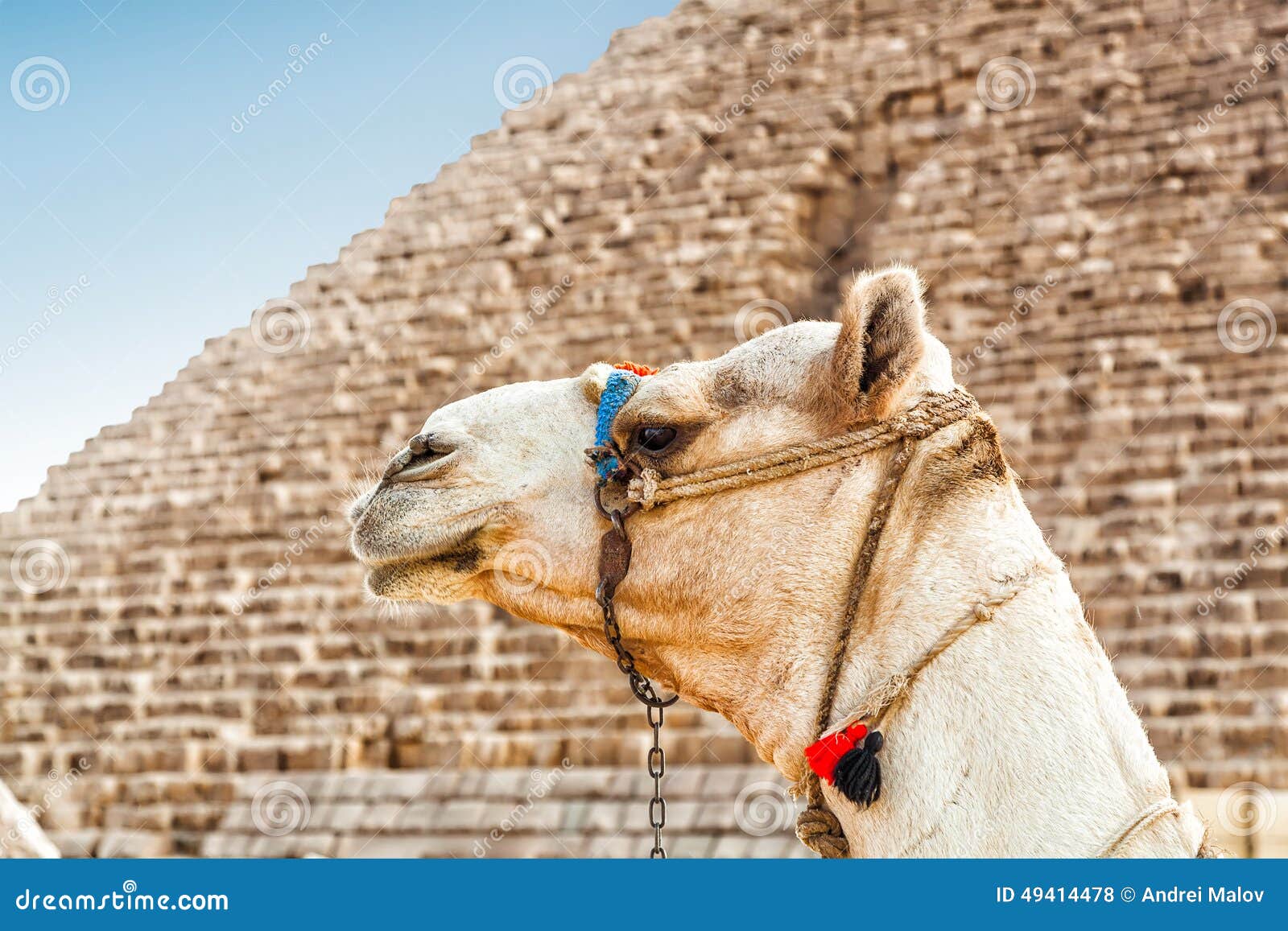 Camel and Pyramid stock photo. Image of place, camel - 49414478
